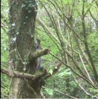 Radyr Woods Wardens | Radyr & Morganstown Community