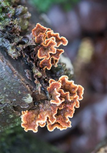 Radyr Woods Wardens | Radyr & Morganstown Community