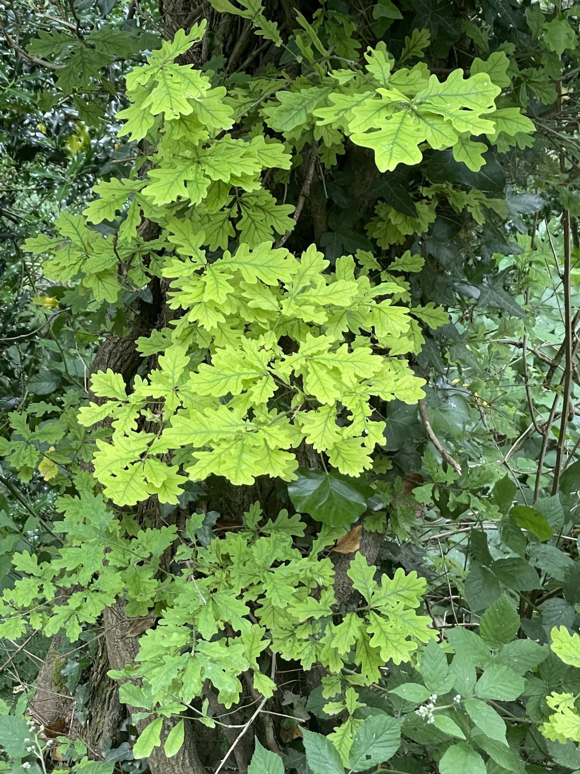 Radyr Woods Wardens | Radyr & Morganstown Community